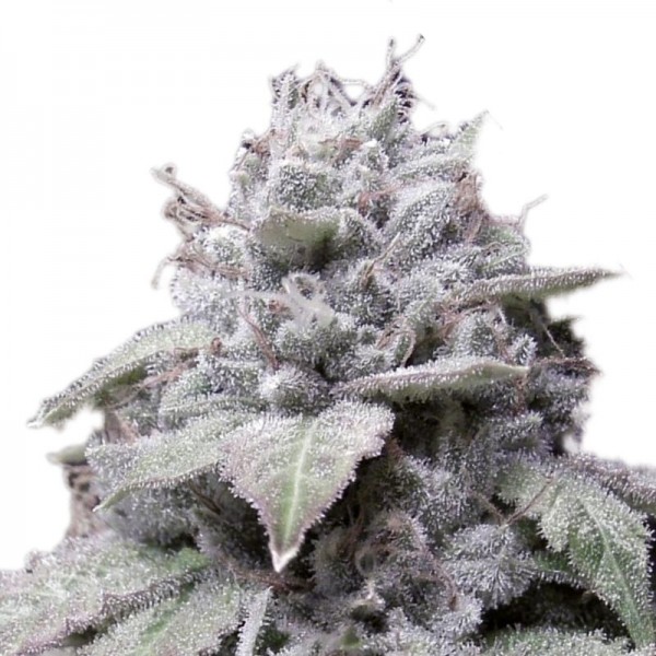 Nasiona marihuany Gorilla Cookies Autoflower Nasiona marihuany Gorilla Cookies Autoflower
